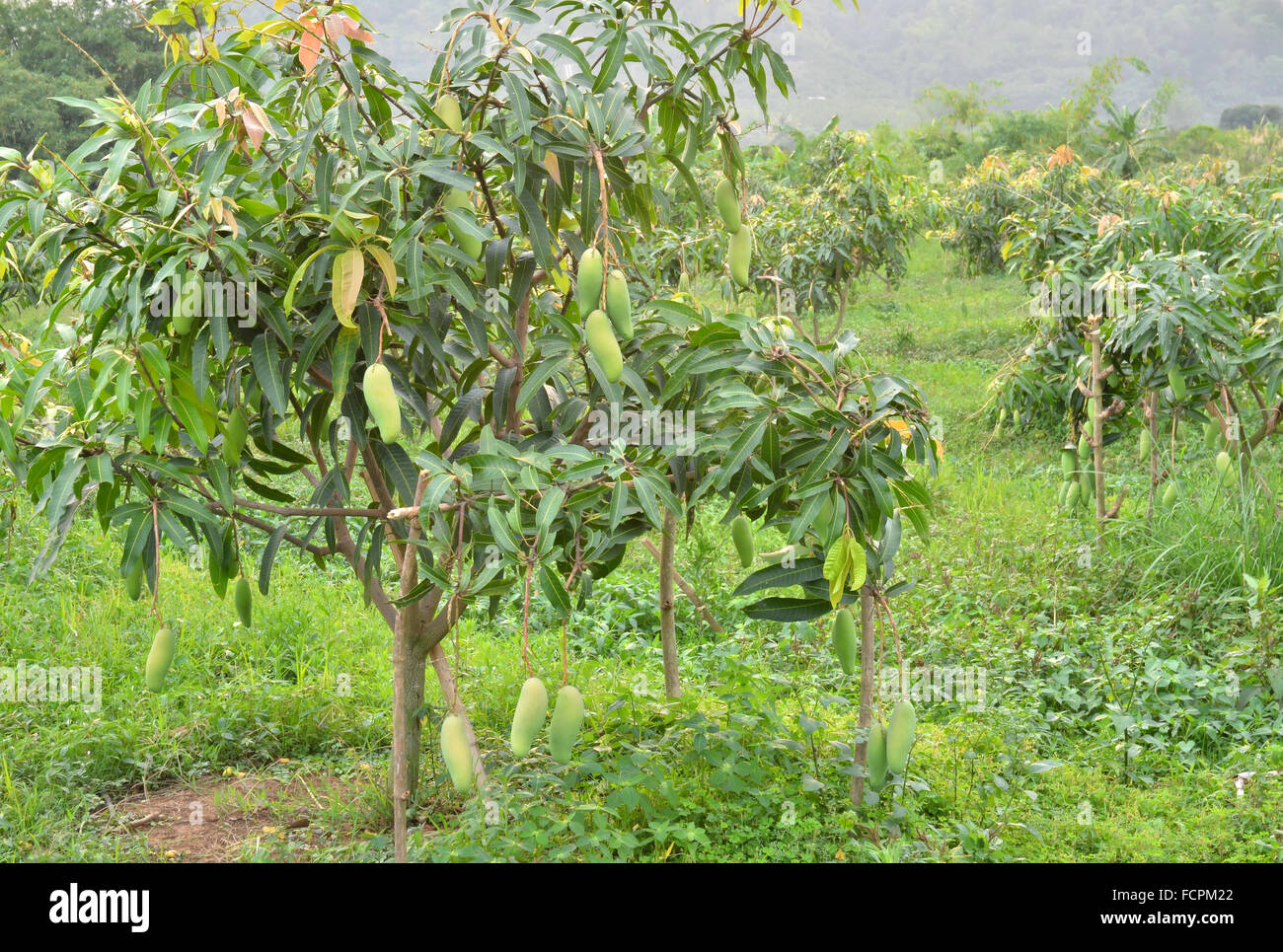 mangoes hanging on a tree Stock Photo - Alamy