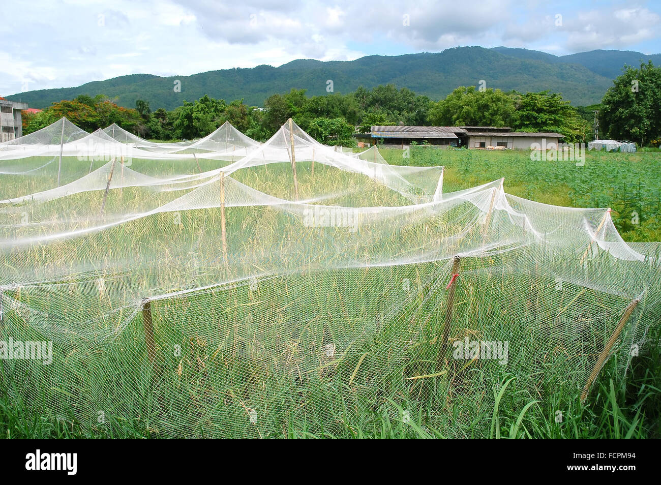 Agricultural cover crop hi-res stock photography and images - Alamy