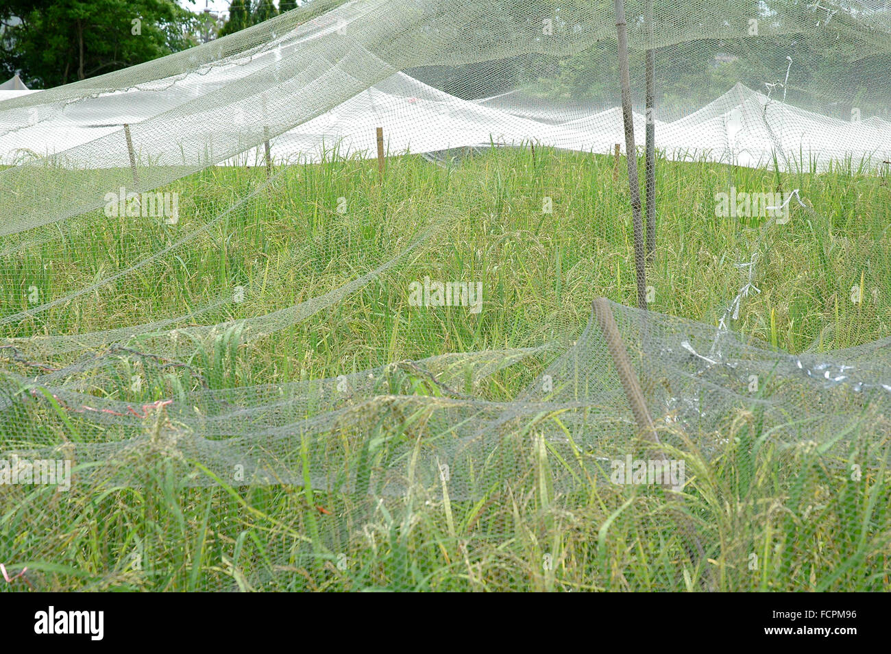 Growing rice pest hi-res stock photography and images - Alamy