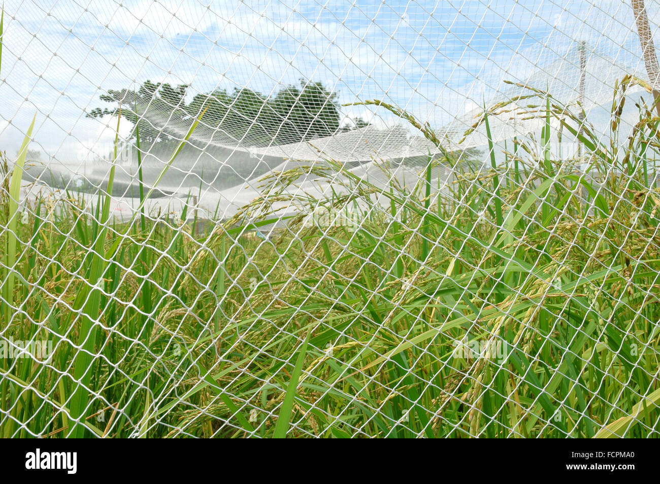 Rice field crop pest hi-res stock photography and images - Alamy