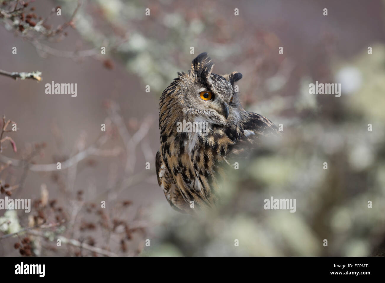 Eagle owl face hi-res stock photography and images - Alamy