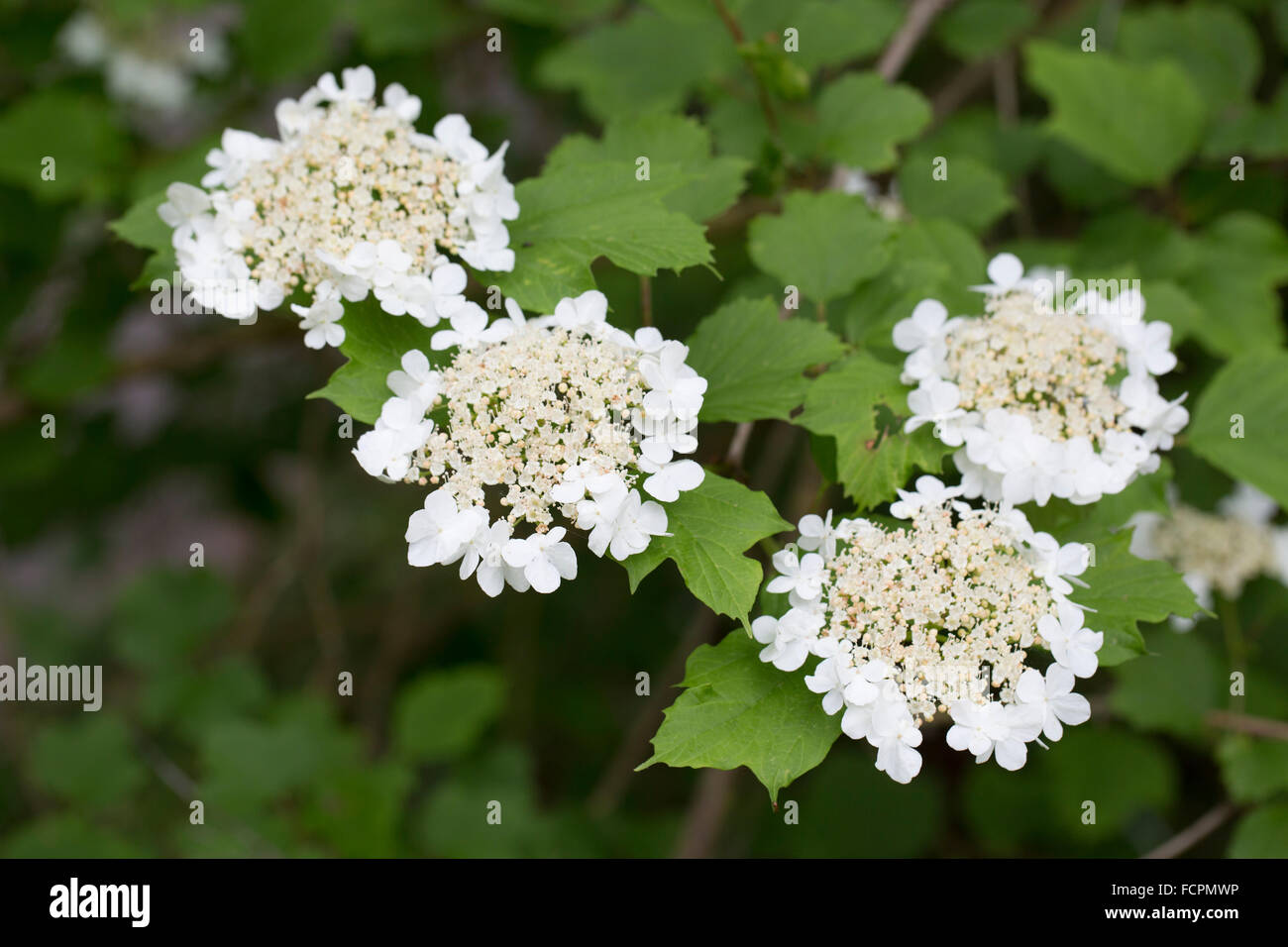 Guelder rose hi-res stock photography and images - Alamy