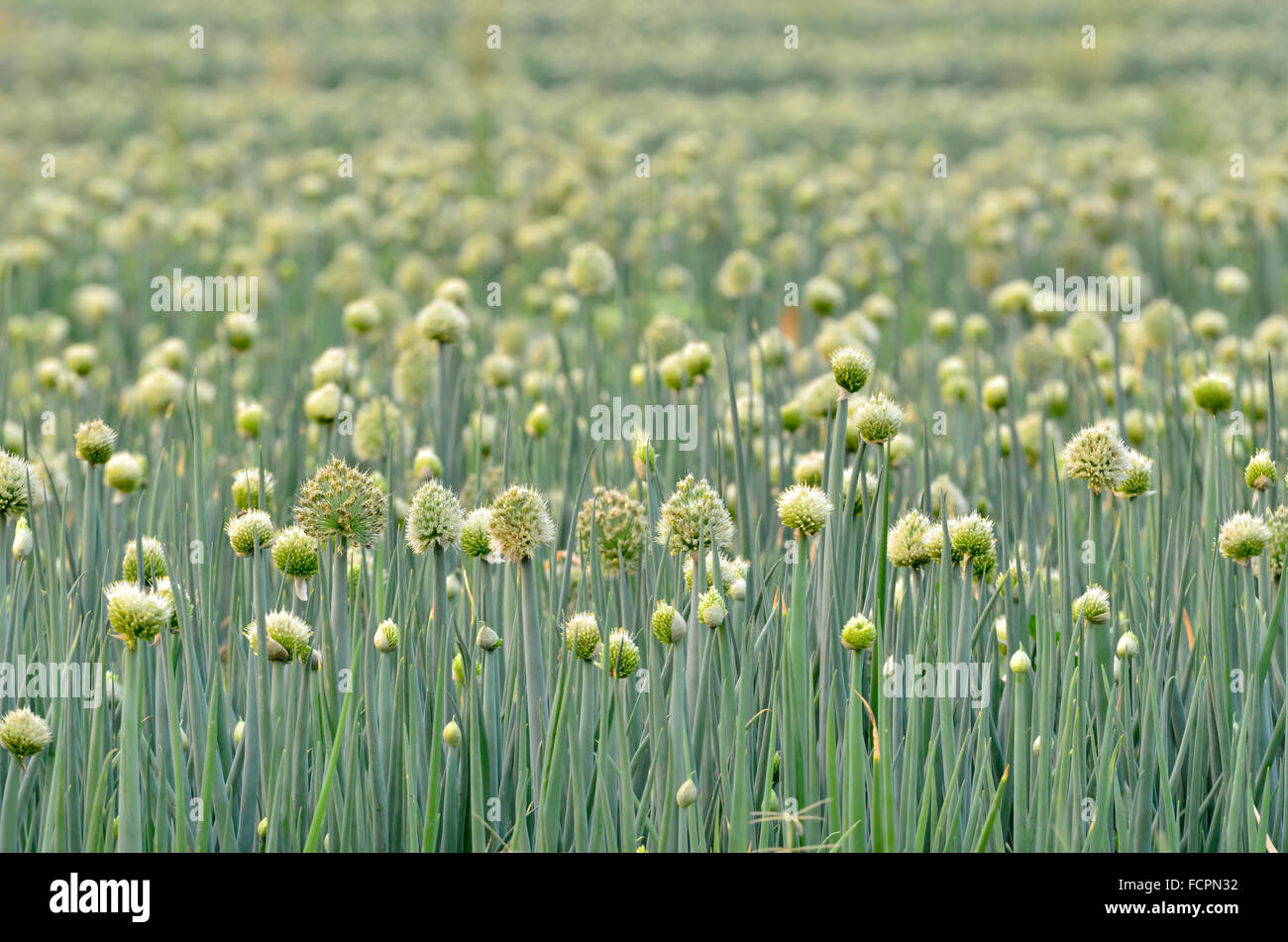 Onion Field In Bloom Stock Photos & Onion Field In Bloom Stock Images ...