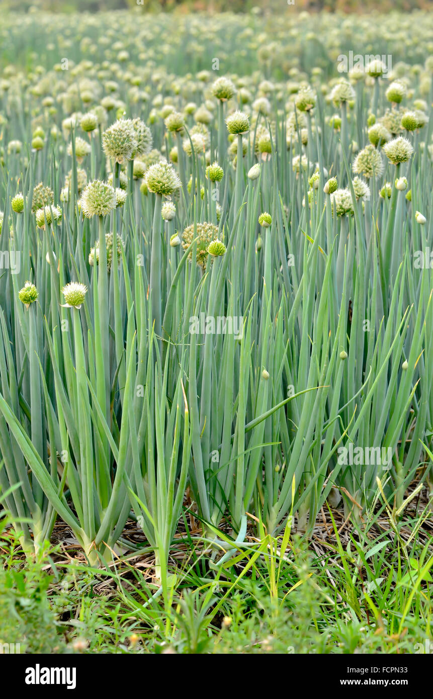 Onion field in bloom hi-res stock photography and images - Alamy