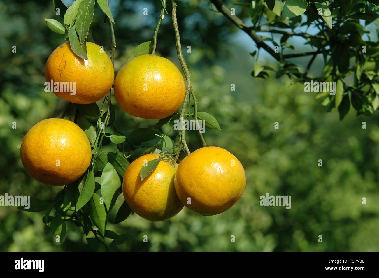 fresh orange on tree Stock Photo - Alamy