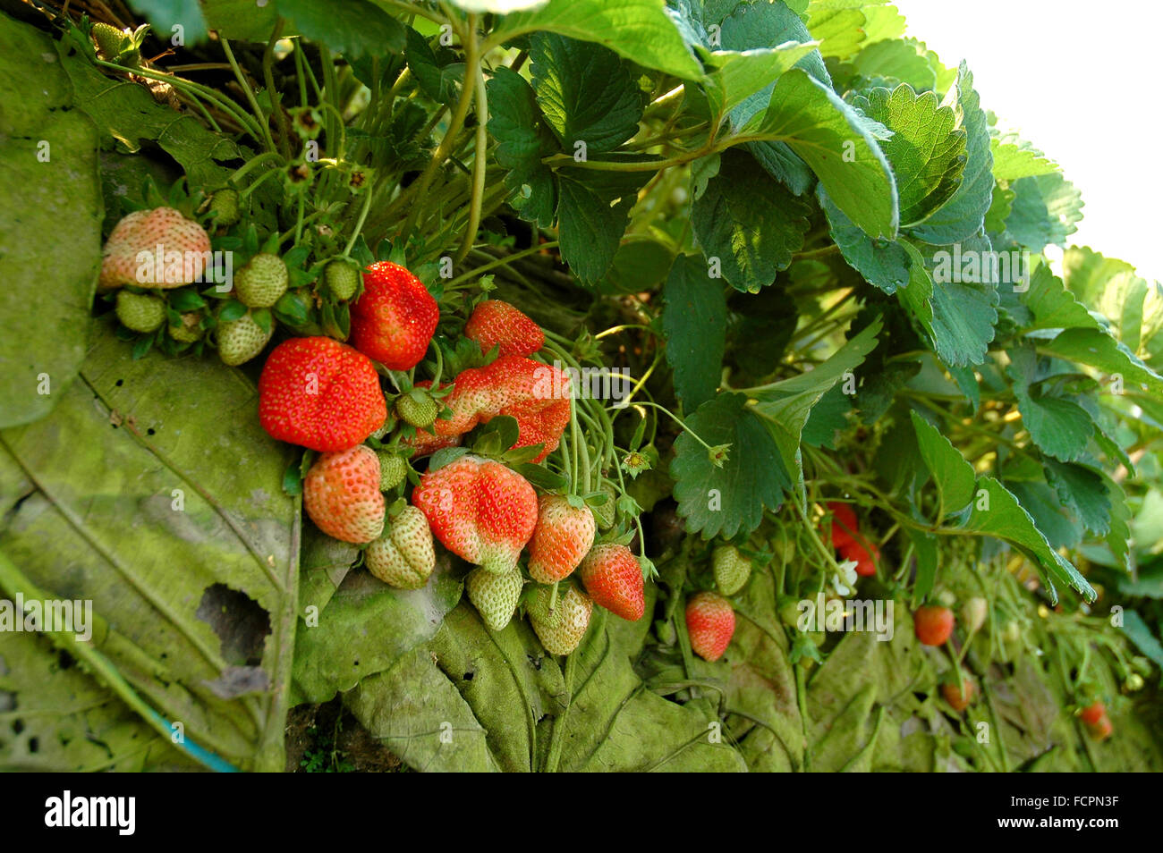 fresh strawberry on tree Stock Photo - Alamy