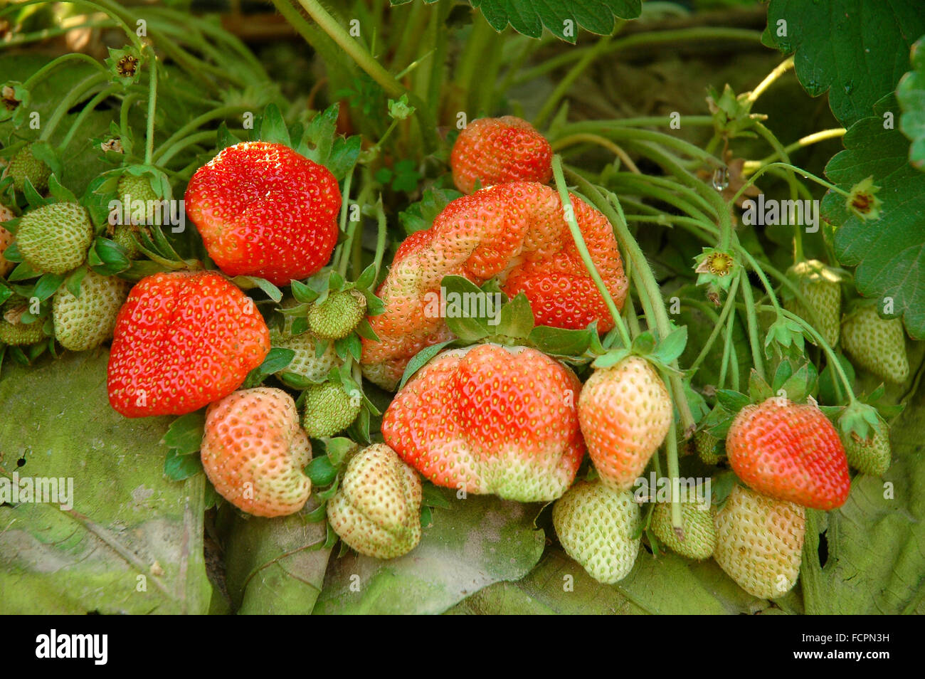 fresh strawberry on tree Stock Photo - Alamy