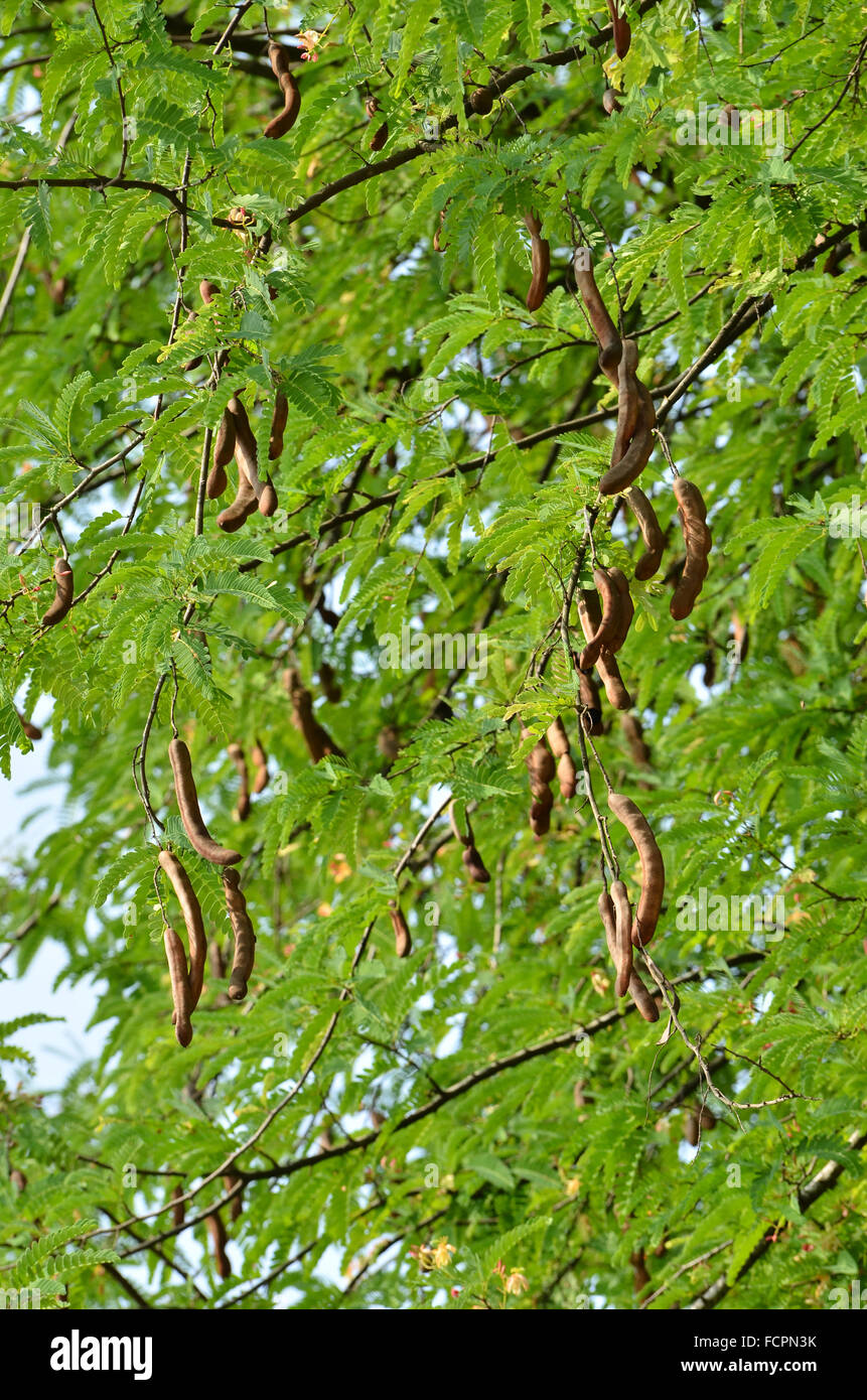 Tamarind leaf hi-res stock photography and images - Alamy