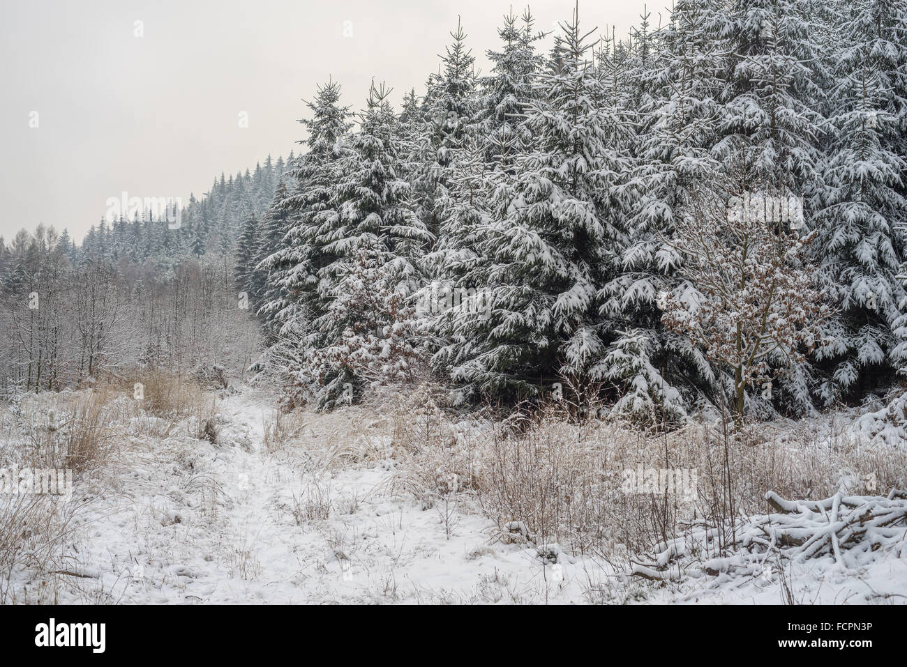 Spruce trees forest covered with snow silent winter Picea abies Stock ...