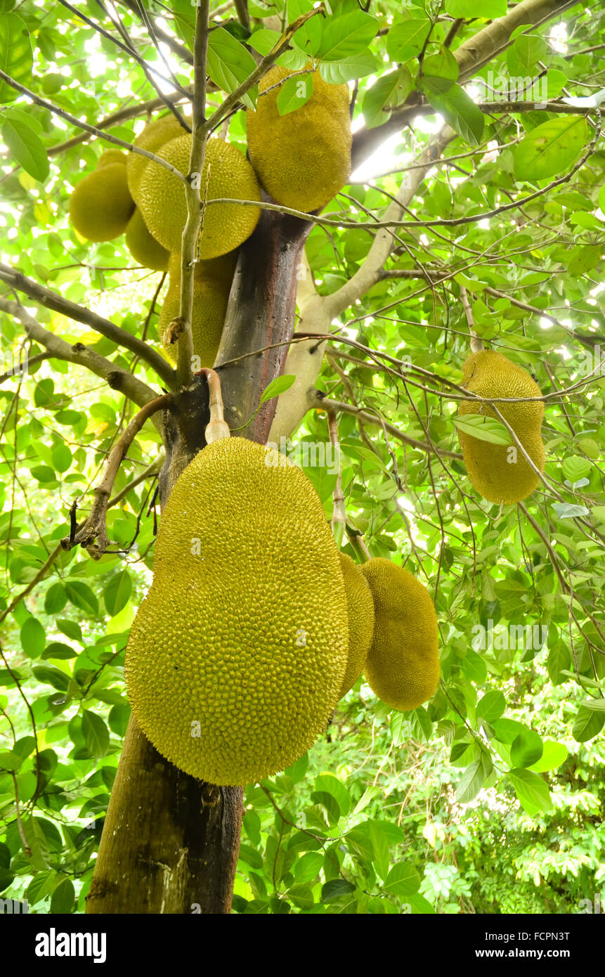 Jackfruit hanging on the tree Stock Photo - Alamy