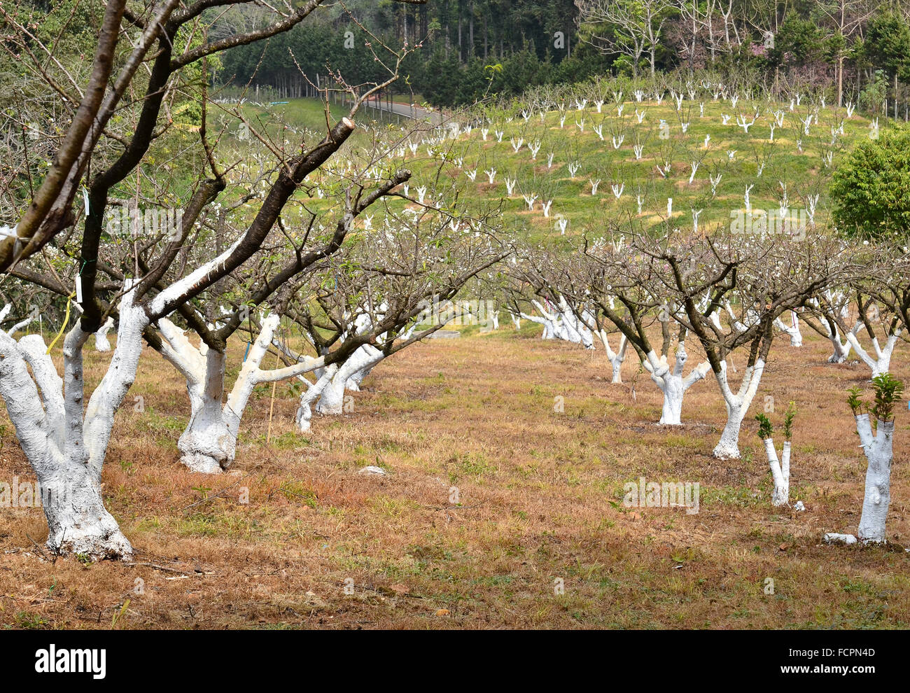 Peach garden hi-res stock photography and images - Alamy