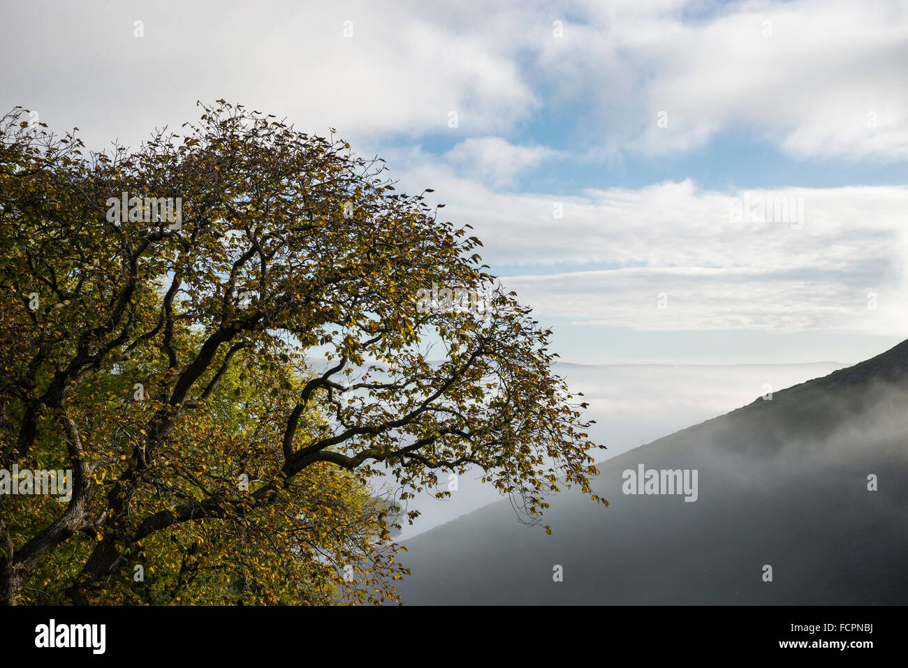 Tree with autumn colour leaning over a misty Cave dale near Castleton ...