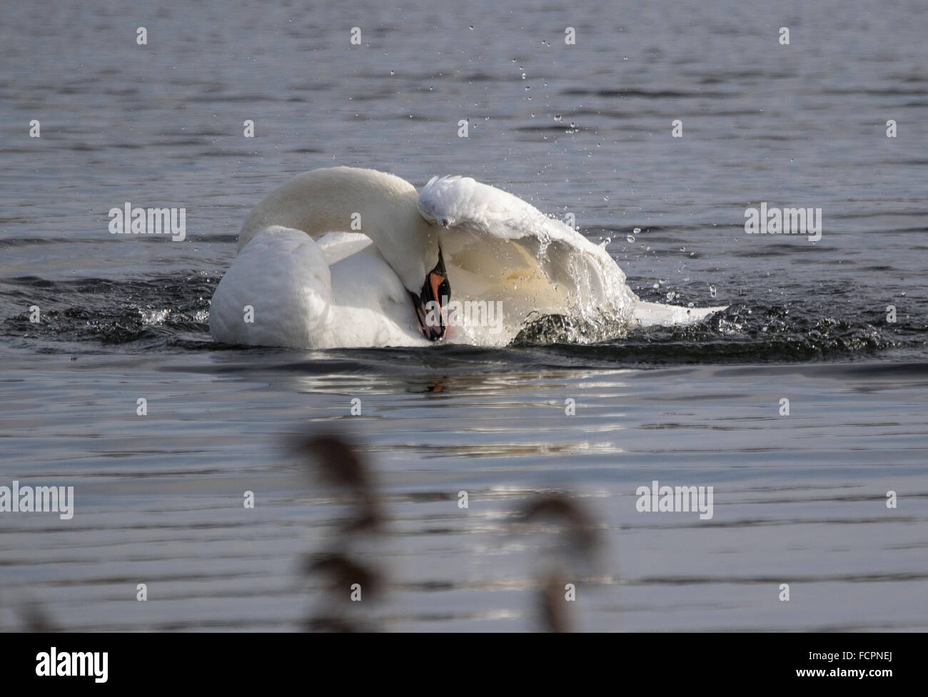 Mute Swan cleaning itself on a winters day Stock Photo - Alamy