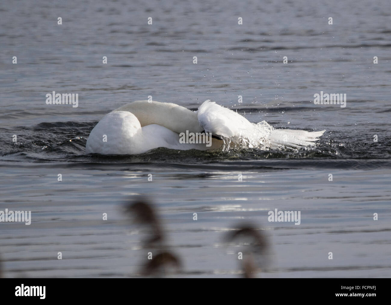 Mute Swan cleaning itself on a winters day Stock Photo - Alamy