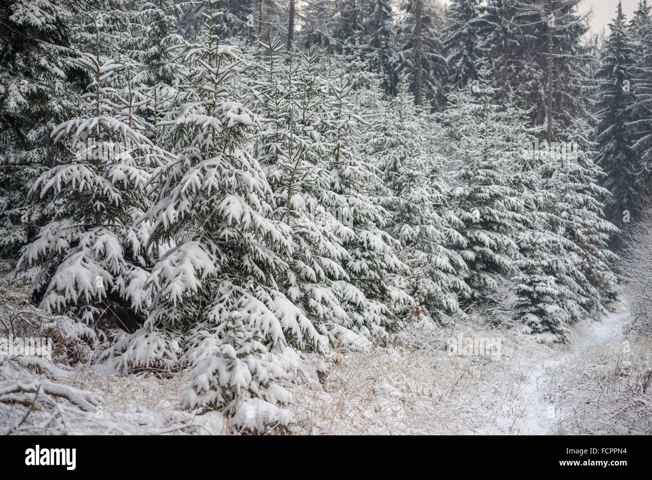Spruce trees forest covered with snow silent winter Picea abies Stock ...