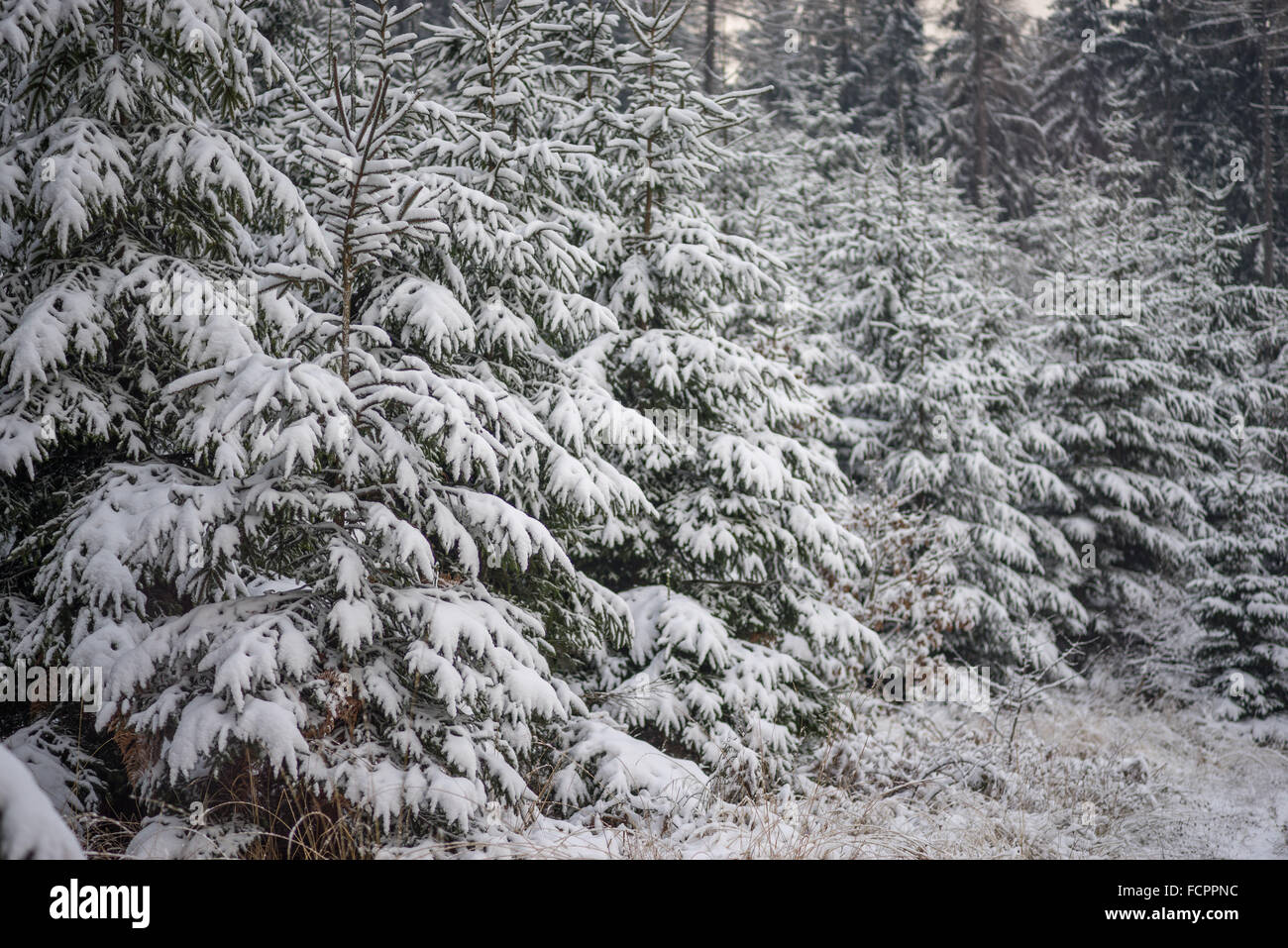 Spruce trees forest covered with snow silent winter Picea abies Stock ...