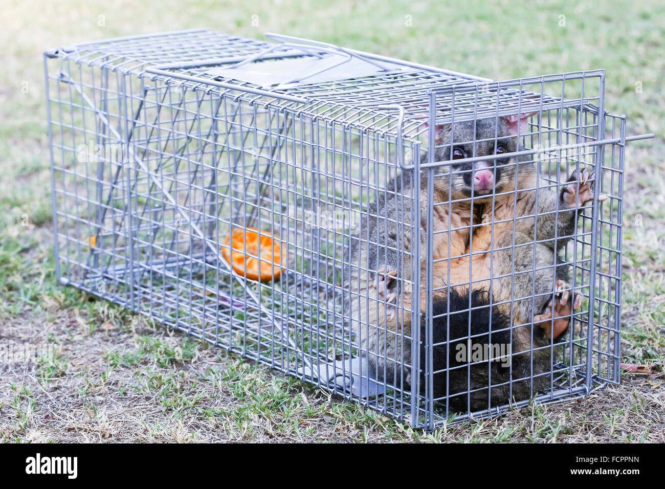 A brushtail possum is caught in a cage as a trap in Melbourne, Victoria ...