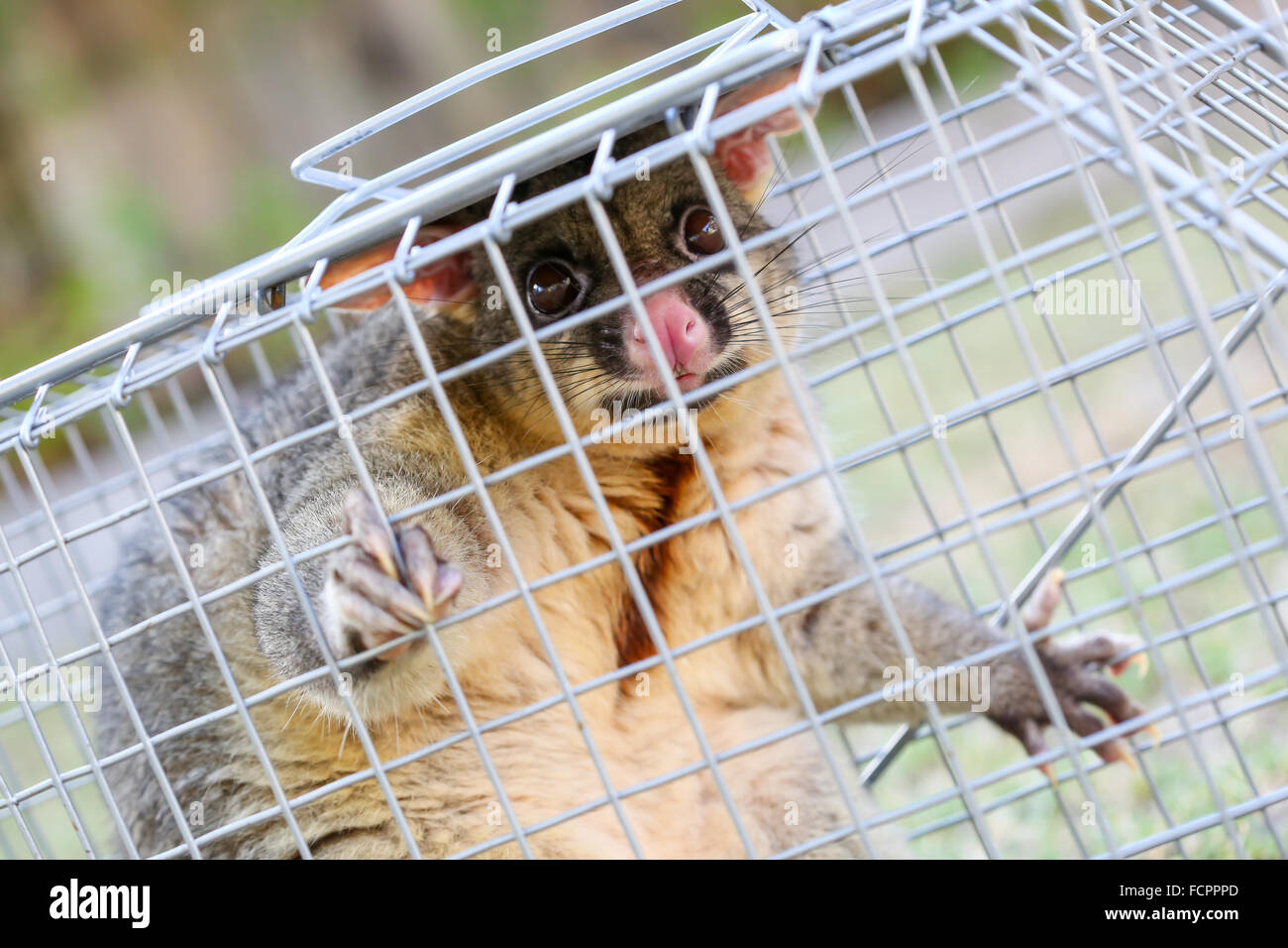 Food For Possum Trap