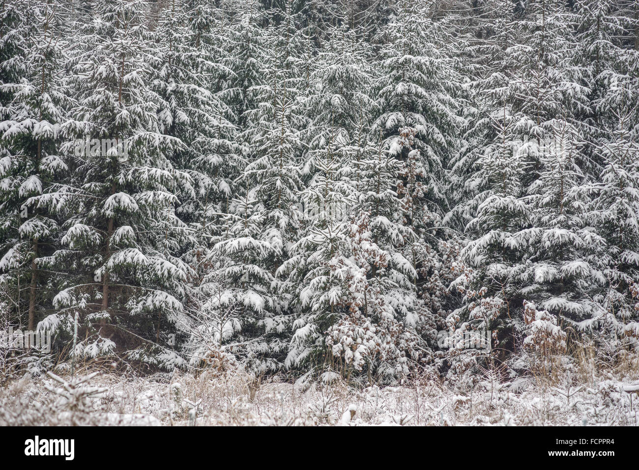 Spruce trees forest covered with snow silent winter Picea abies Stock ...