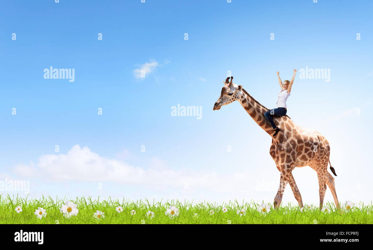 Young pretty fearless woman riding giraffe animal Stock Photo - Alamy