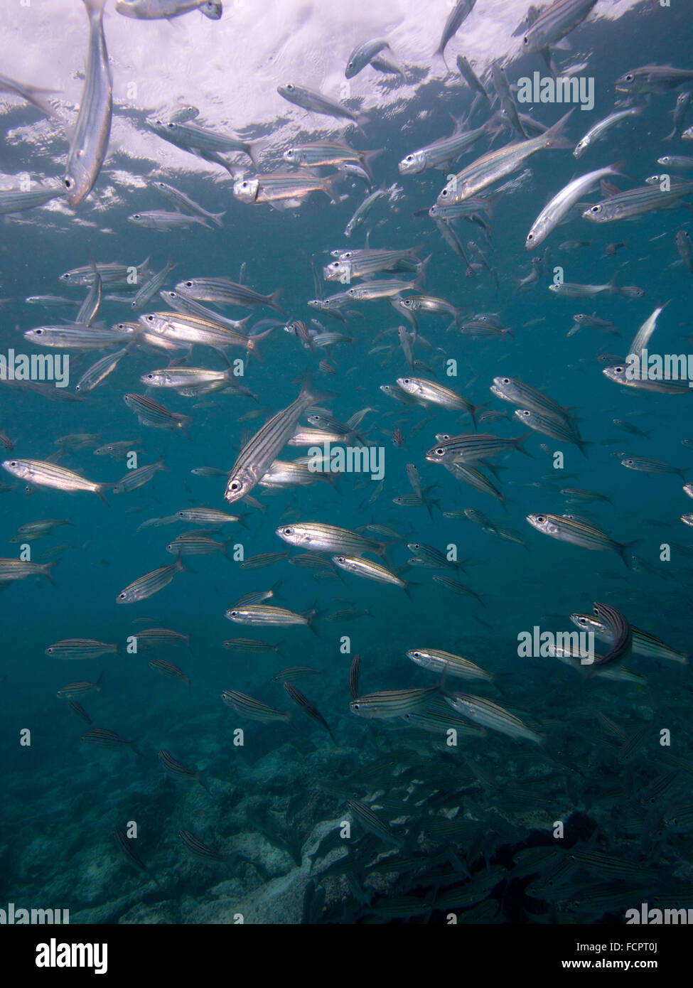 Marine reserve galapagos underwater hi-res stock photography and images ...