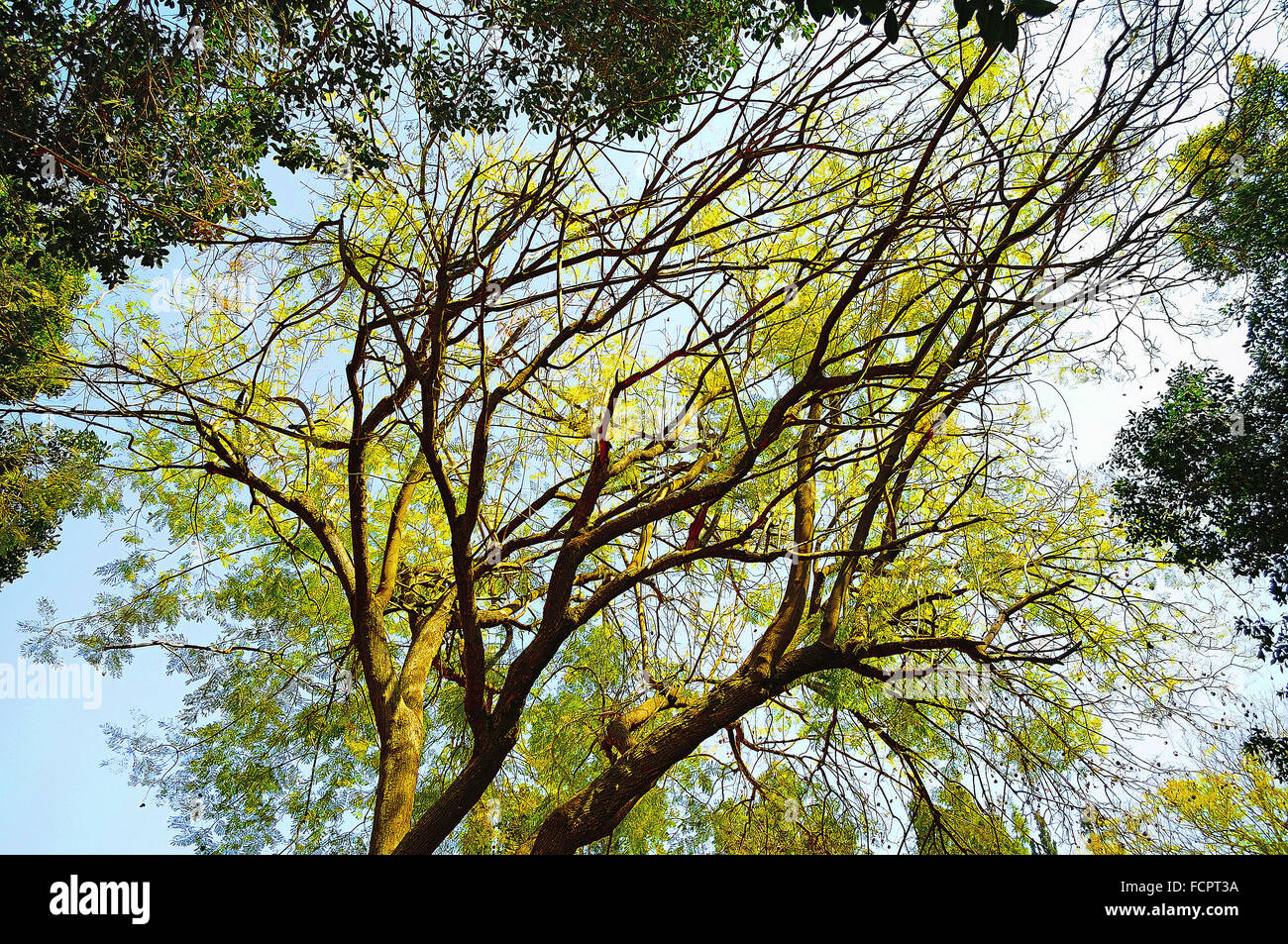 Light colored tree trunk hi-res stock photography and images - Alamy