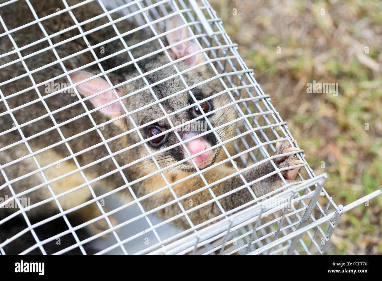Brushtail possum feet hi-res stock photography and images - Alamy