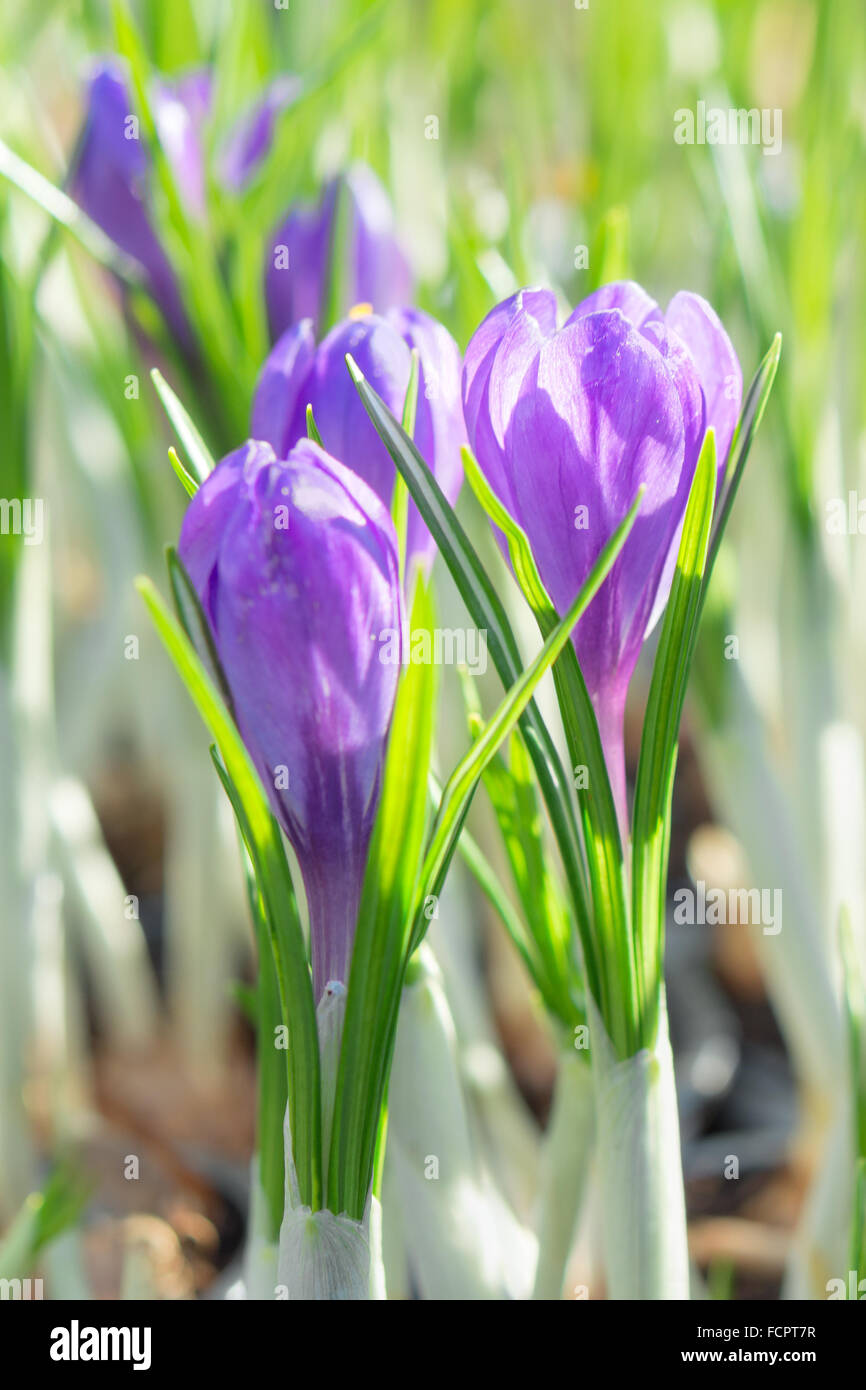 Spring flowers first flowering hi-res stock photography and images - Alamy