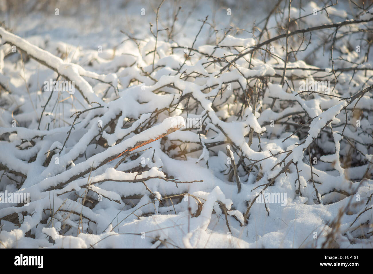 Fallen branches hi-res stock photography and images - Alamy