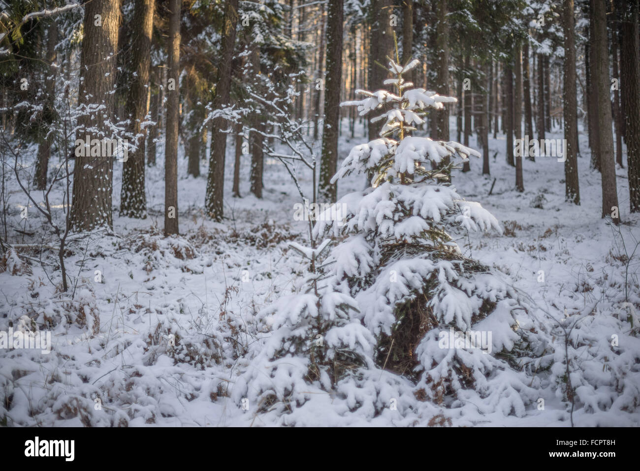 Little spruce hi-res stock photography and images - Alamy