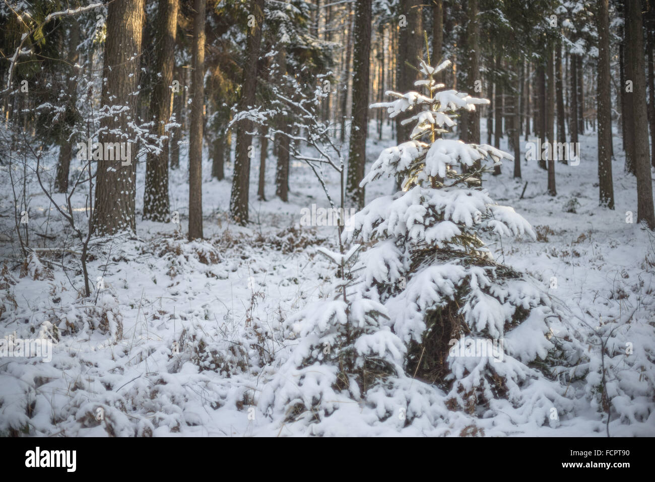 Little forest hi-res stock photography and images - Alamy