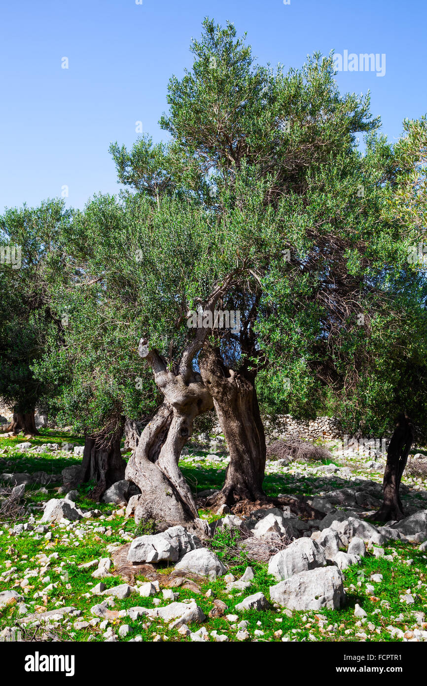 Very old olive tree hi-res stock photography and images - Alamy