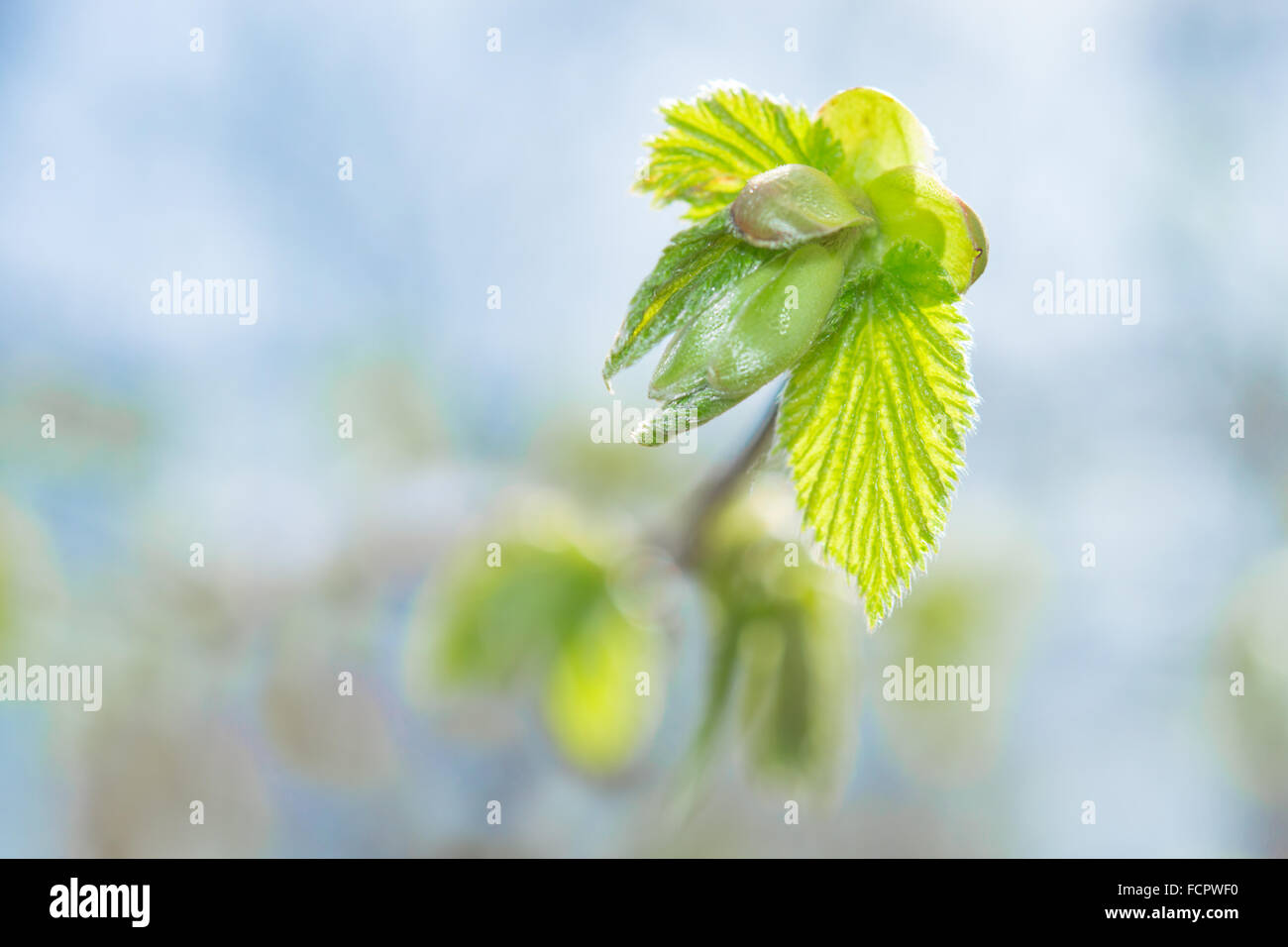Spring with fresh green leaves hi-res stock photography and images - Alamy