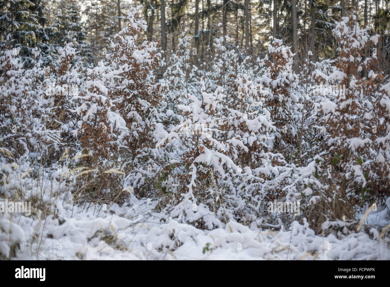 Young beech trees covered with pure fresh snow Stock Photo - Alamy