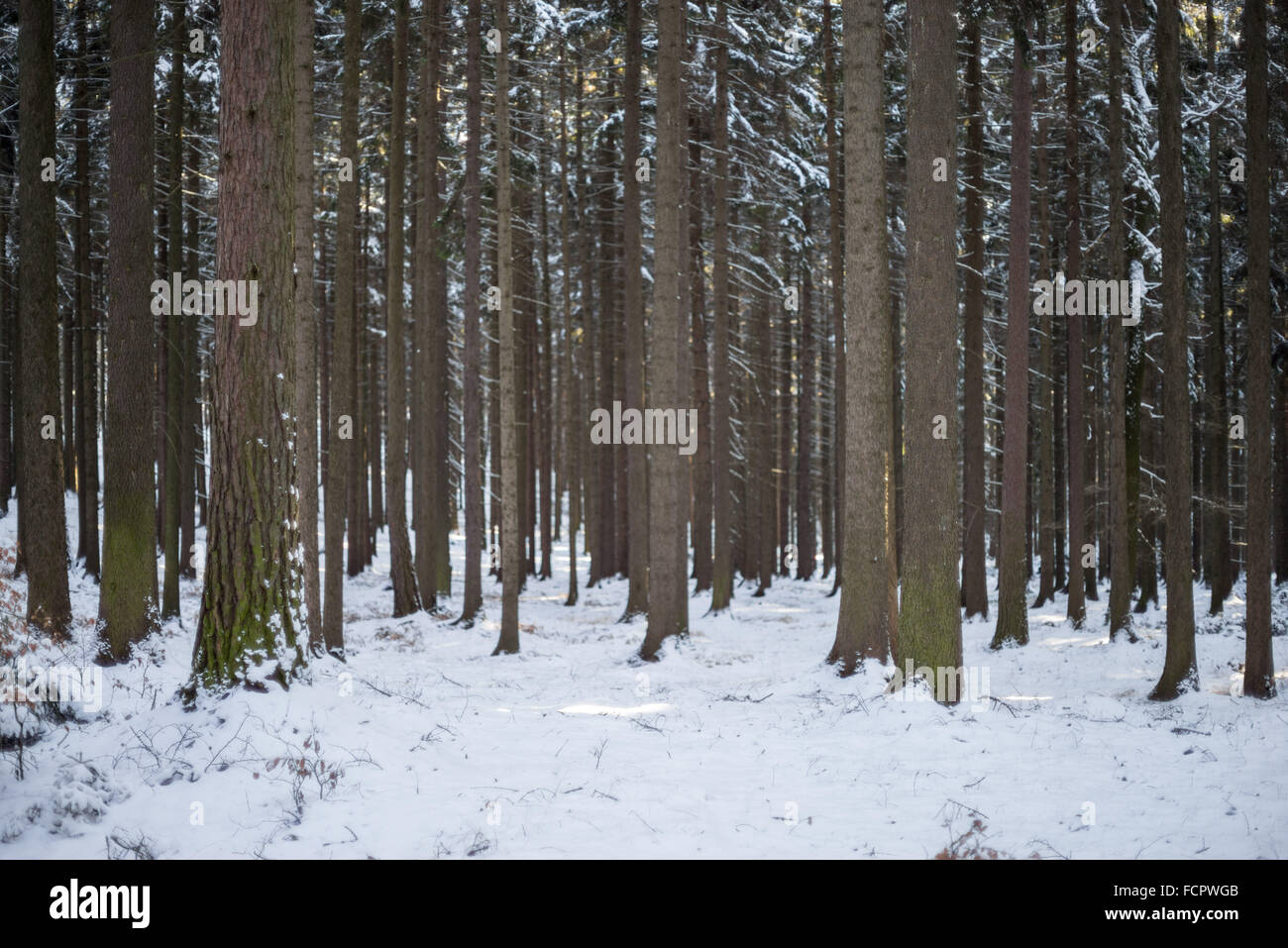 Silent chilly winer forest covered with snow Stock Photo - Alamy