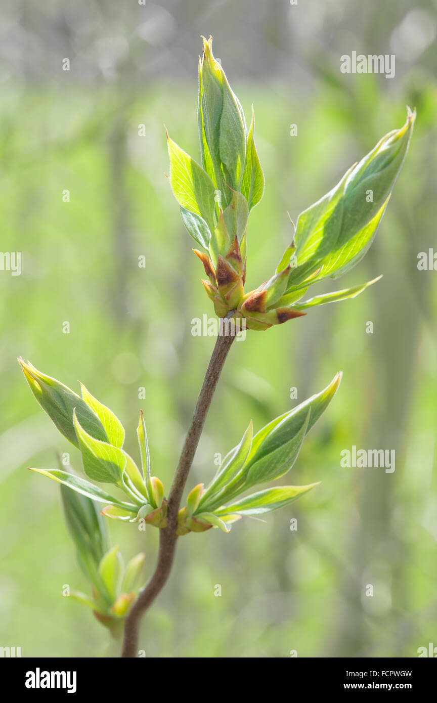 Spring sprouting branch with blooming buds and new fresh leaves. Stock ...