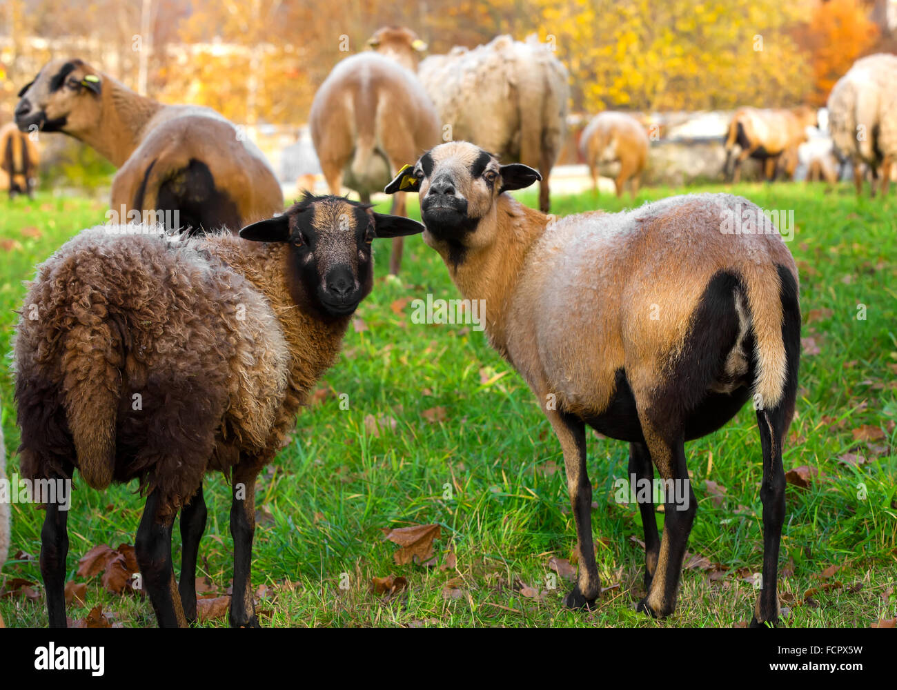 Nice farm hi-res stock photography and images - Alamy
