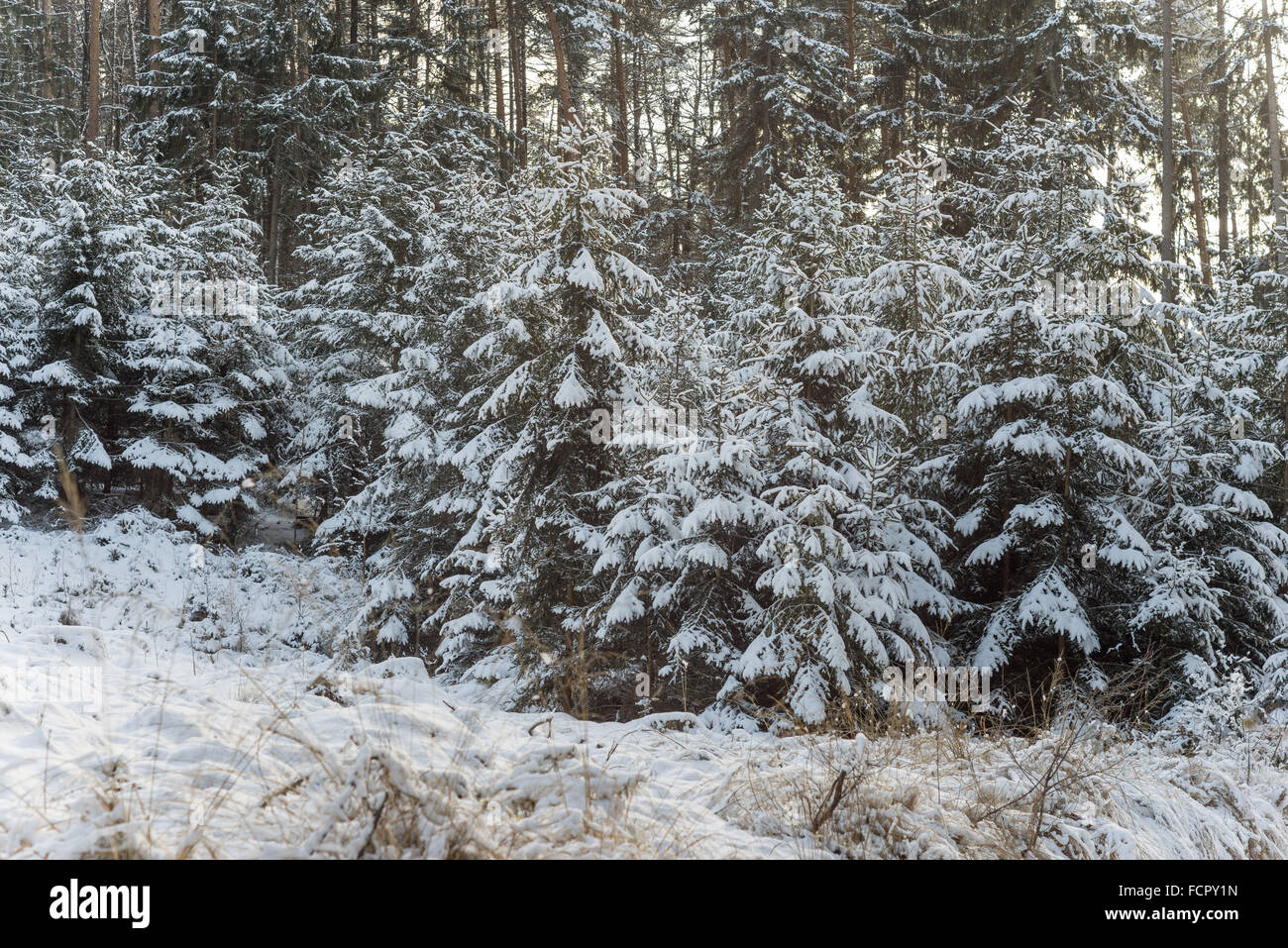 Spruce trees forest covered with snow silent winter Picea abies Stock Photo - Alamy