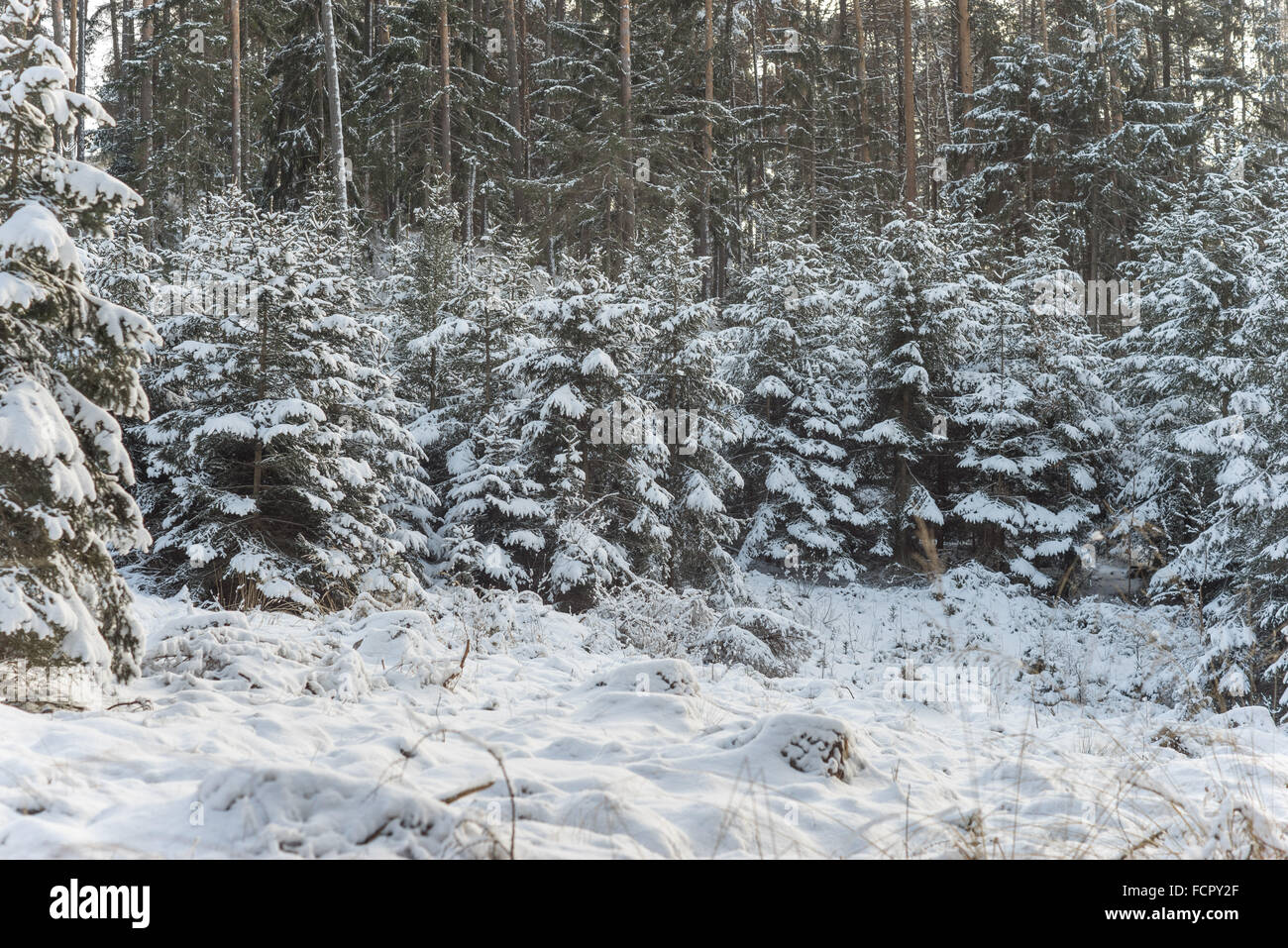 Spruce trees forest covered with snow silent winter Picea abies Stock ...
