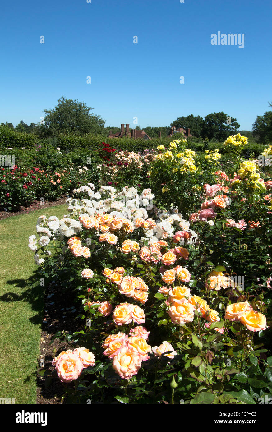 Roses at RHS Wisley Garden, Surrey Stock Photo - Alamy