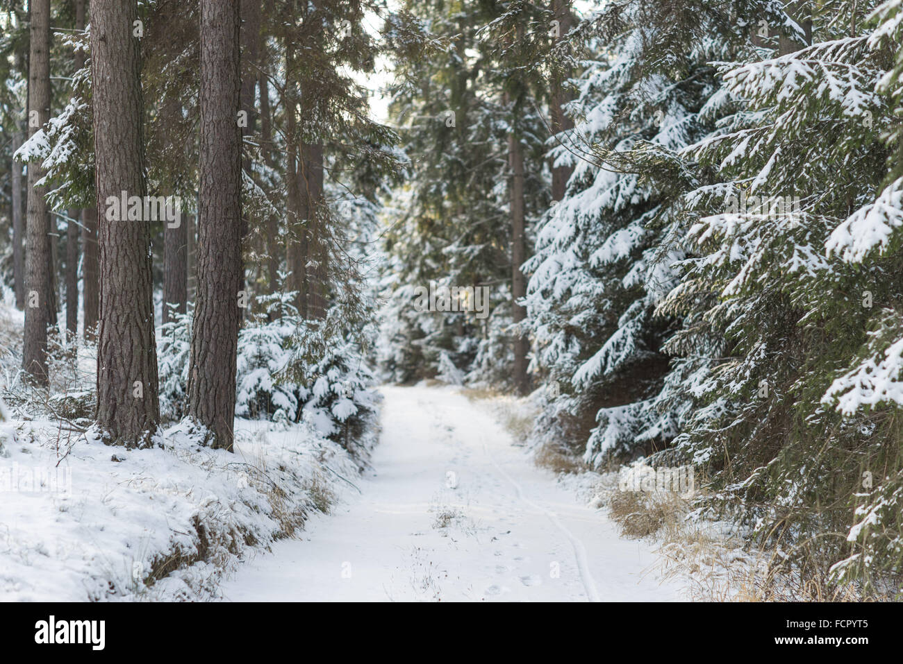 Snowy path silent winer forest covered with snow Stock Photo - Alamy