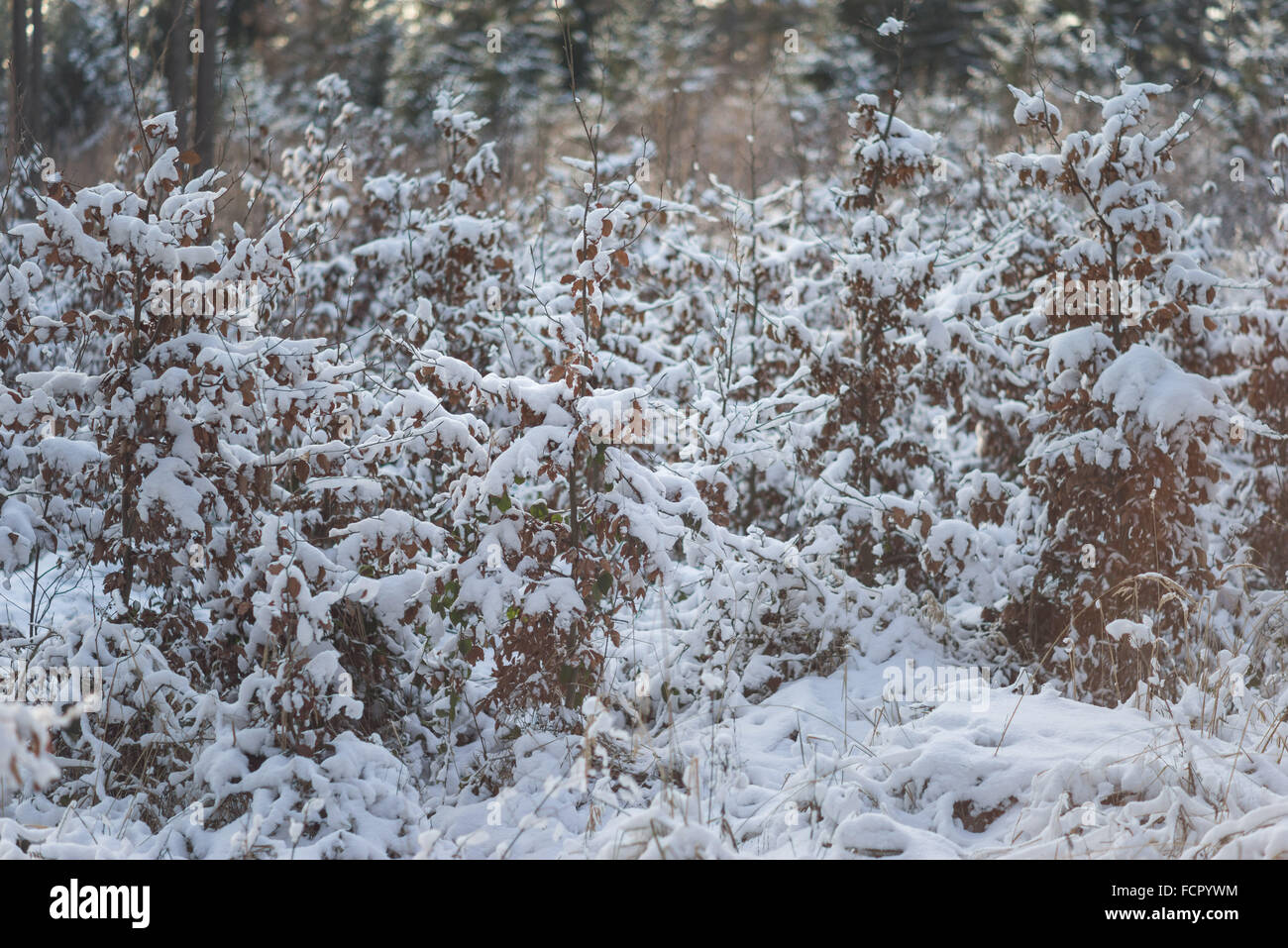 Young beech trees covered with pure fresh snow Stock Photo - Alamy
