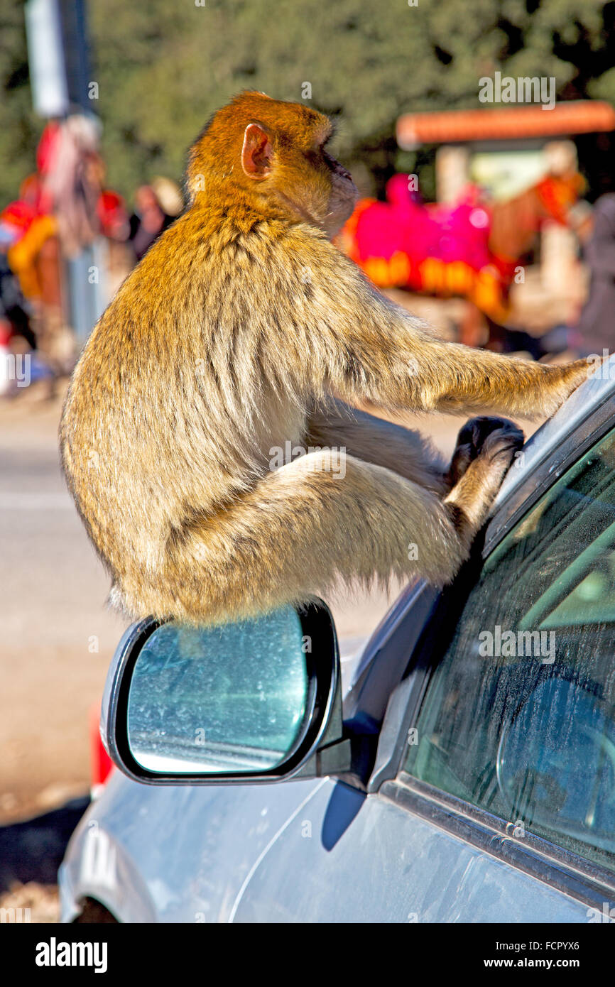 Monkey looking mirror hi-res stock photography and images - Alamy