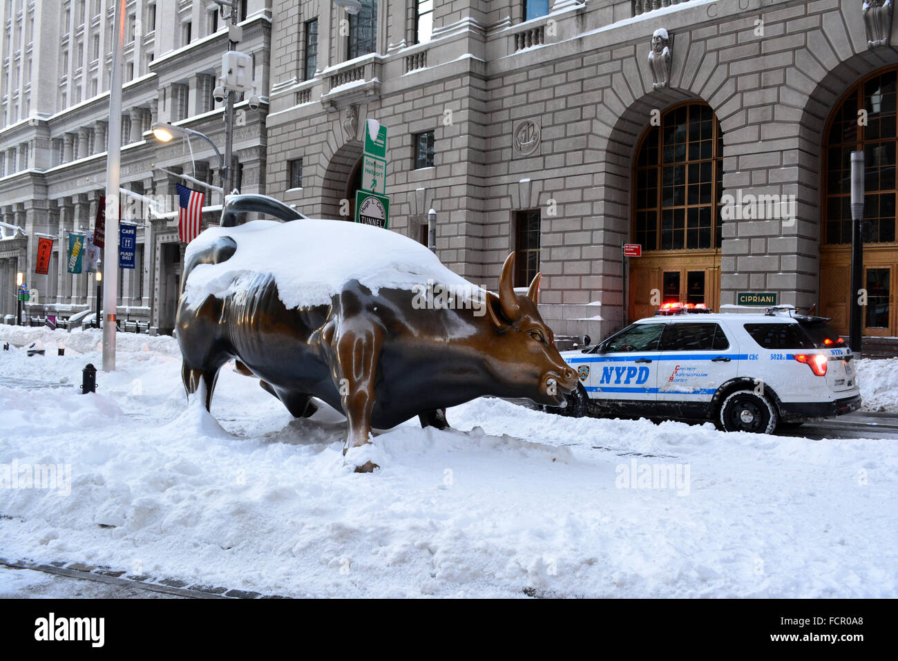 New York, USA. 23rd Jan, 2016. Charing Bull statue covered in snow ...