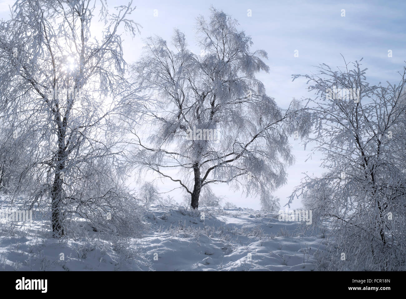 Frost white trees hi-res stock photography and images - Alamy