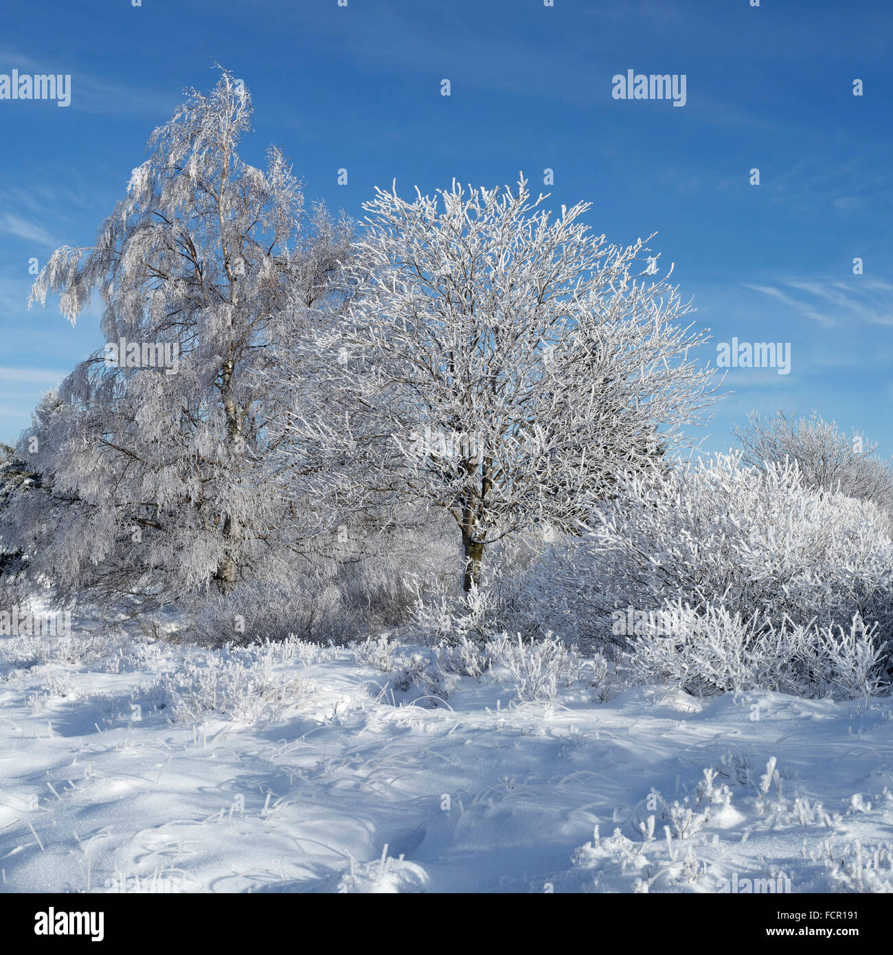 Twigs of birch tree covered of hoarfrost hi-res stock photography and ...
