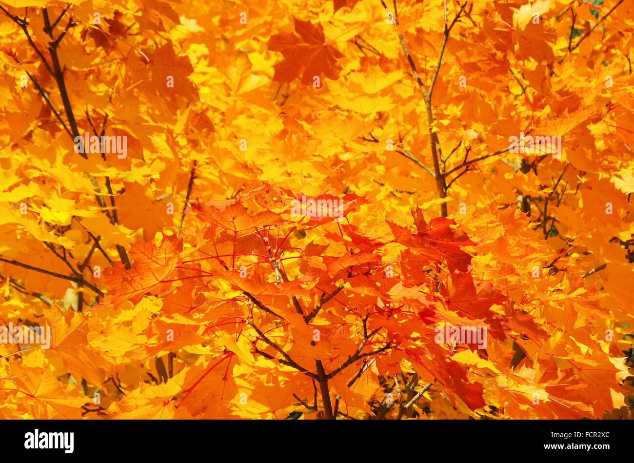 Ahornblatt - maple leaf 17 Stock Photo - Alamy