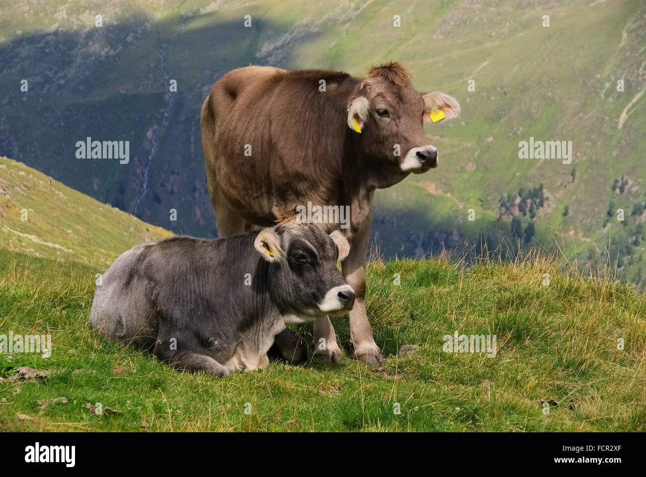 Alp natur hi-res stock photography and images - Alamy