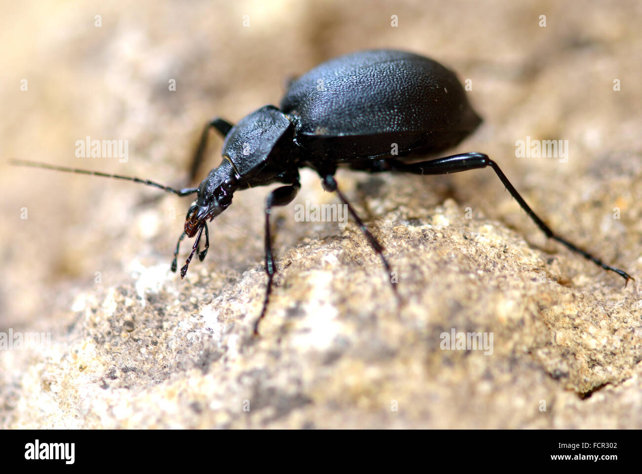 Snail hunter beetle hi-res stock photography and images - Alamy