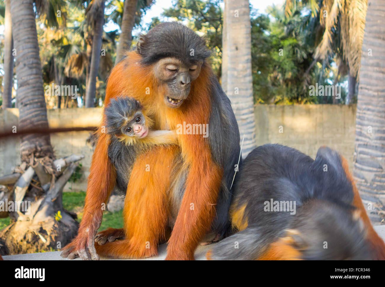 Baby red colobus monkey hi-res stock photography and images - Alamy